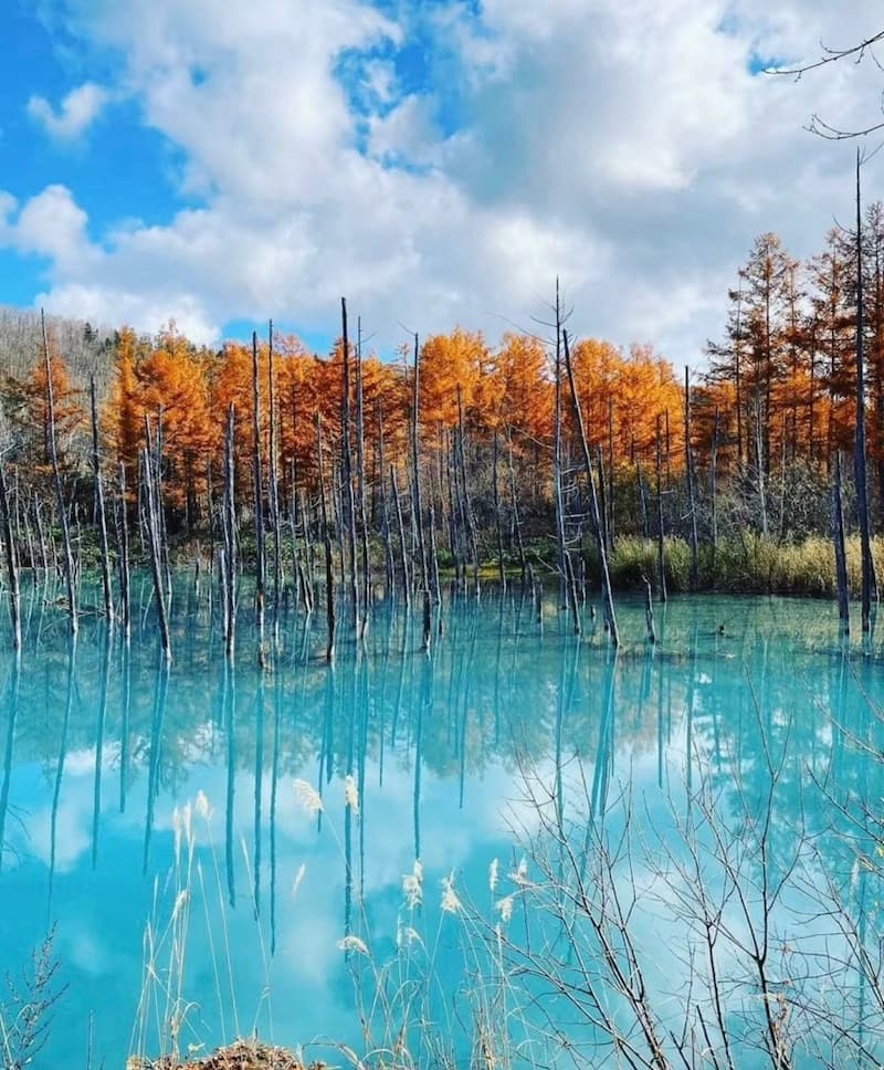 2023 日本 5 大賞楓景點推薦：河口湖、美瑛青池⋯趕緊更新你的旅遊清單吧！ JUKSY 街星