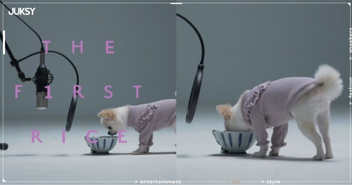 日本全新吃播頻道「THE F1RST RICE」找來狗狗吃飼料，超療癒畫面吸引 6.5 萬人觀看！ - JUKSY 街星