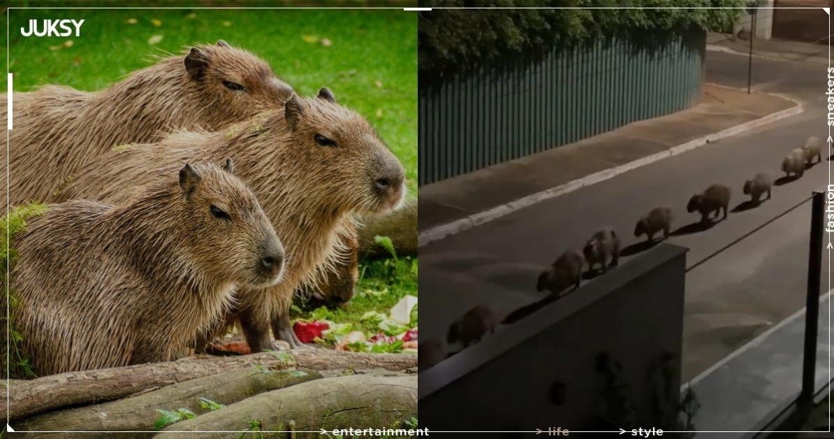 網友半夜驚見馬路出現一排「水豚大軍」遊行，超萌畫面爆紅吸引千萬觀看！ - JUKSY 街星