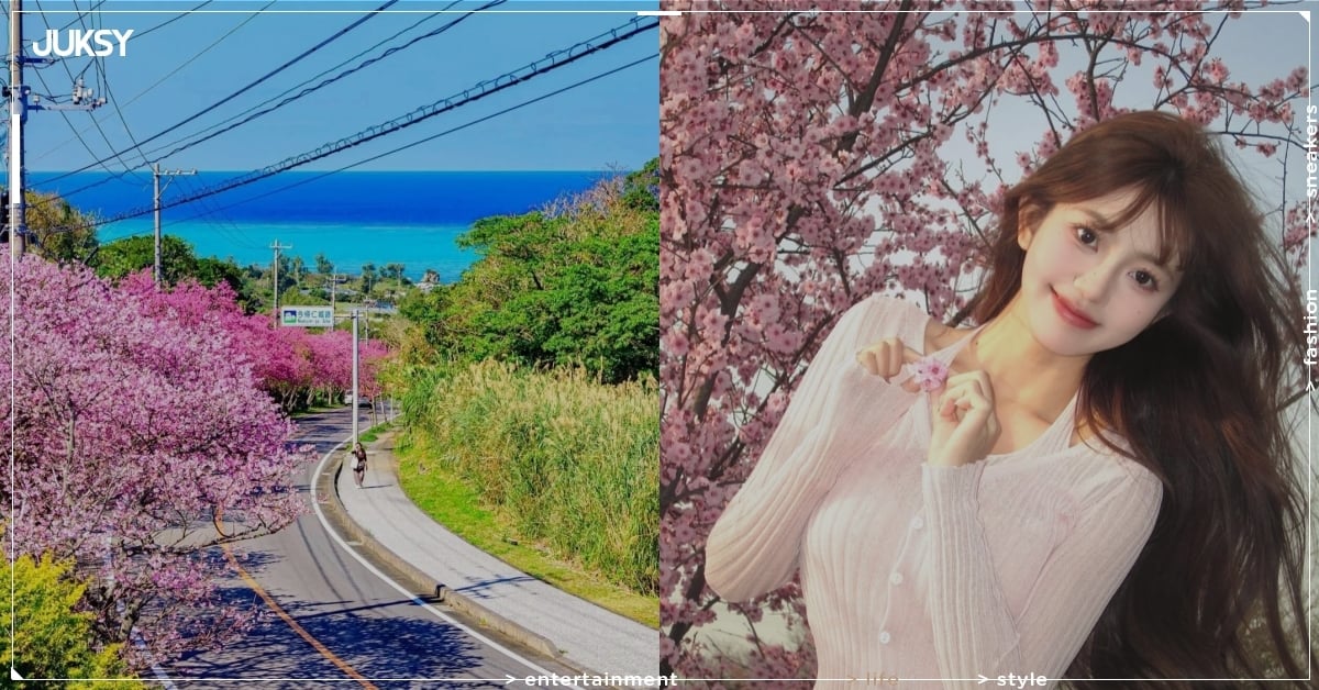 2025 沖繩櫻花季全攻略：開花月份、預測時間、景點推薦⋯一次看！ - JUKSY 街星