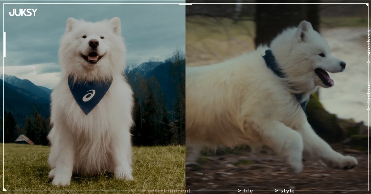 ASICS 品牌大使是一隻薩摩耶「Felix」超萌網紅狗！背後真正原因曝光！ - JUKSY 街星